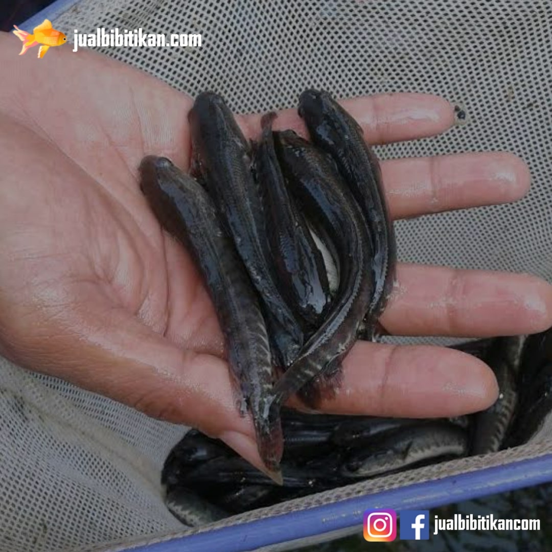 Jual Bibit Ikan Gabus Murah | Benih Ikan Gabus Berkualitas