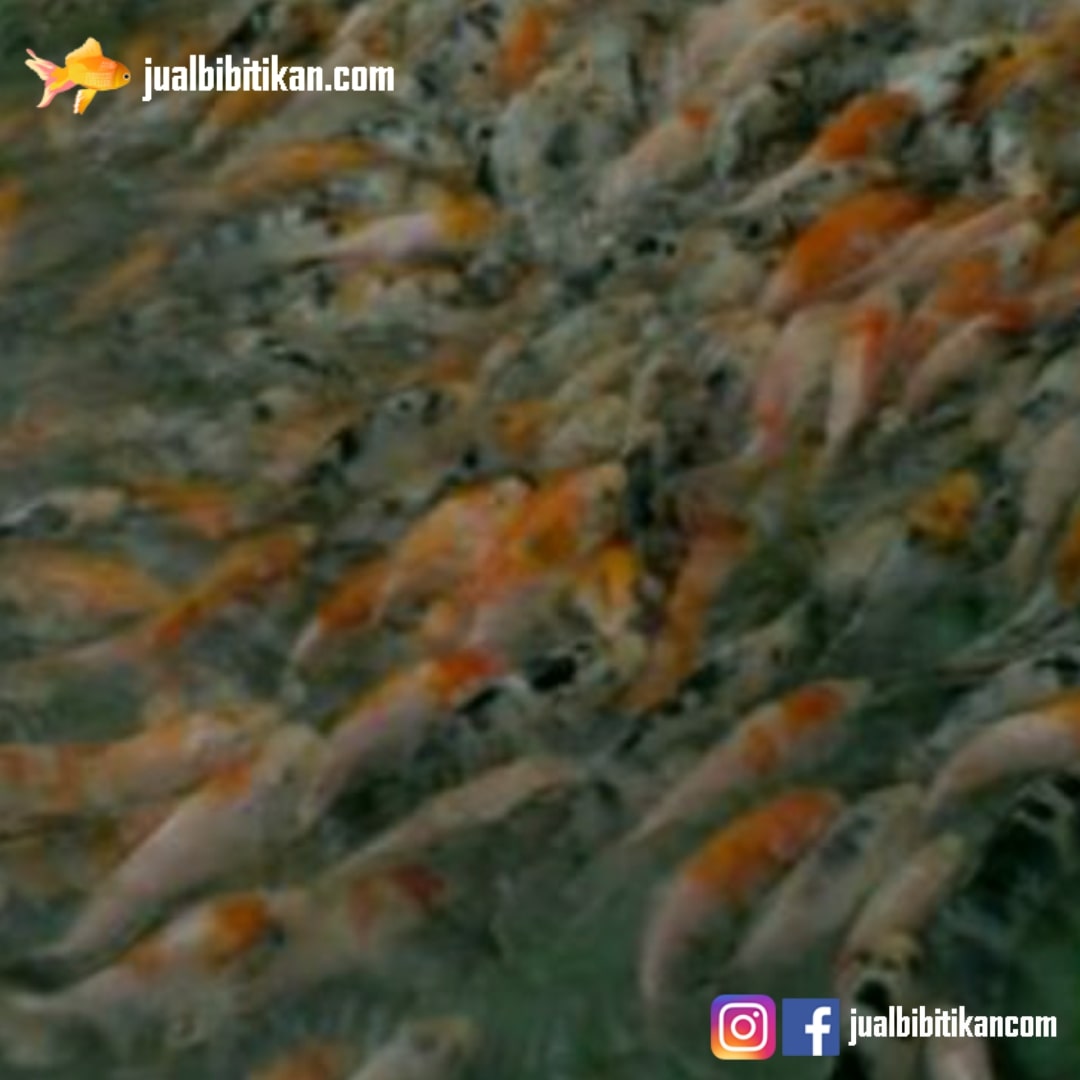Jual Bibit Ikan Koi Kohaku Sanke | Benih Ikan Koi Murah