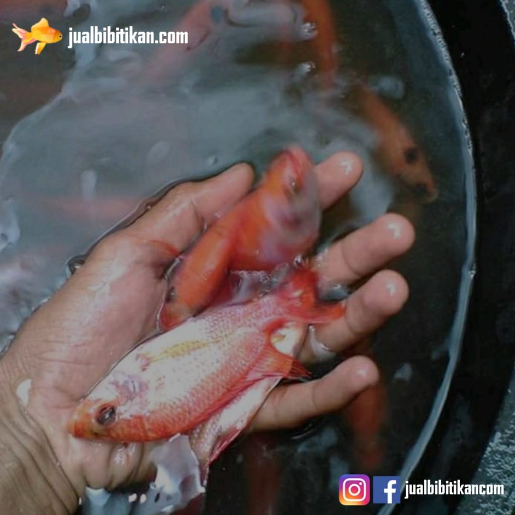 Jual Bibit Ikan Nila Merah Murah | Benih Ikan Nila Merah