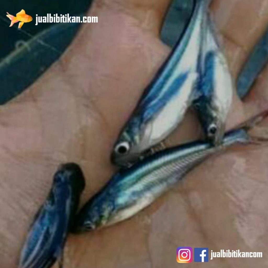 Jual Bibit Ikan Patin Murah | Benih Ikan Patin Siap Kirim